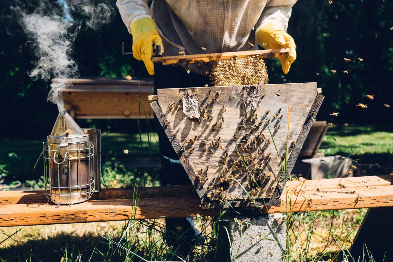 Bee Thinking Brand Design, Packaging, & Website Work - Murmur Creative