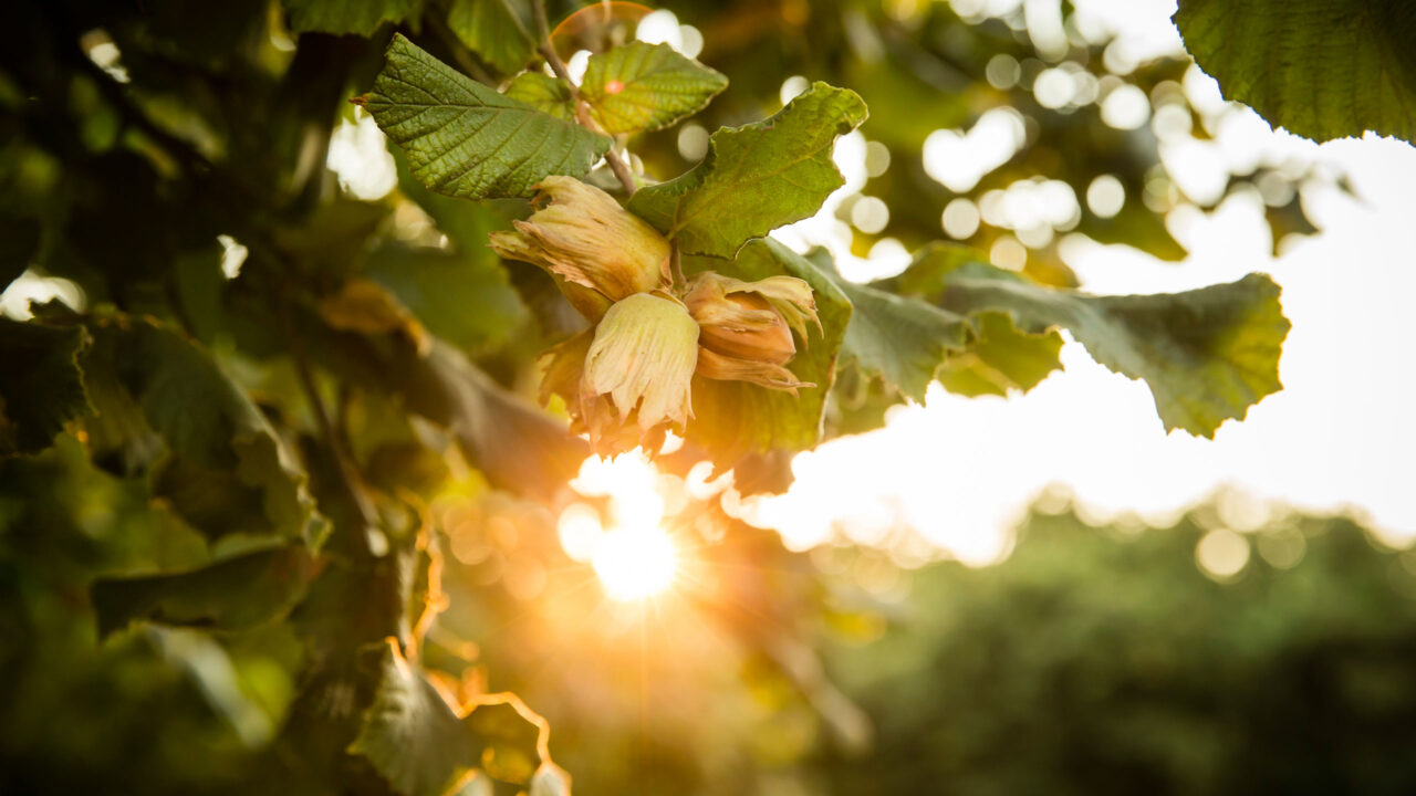 Oregon Hazelnuts Brand Design, Packaging, & Website Work - Murmur Creative