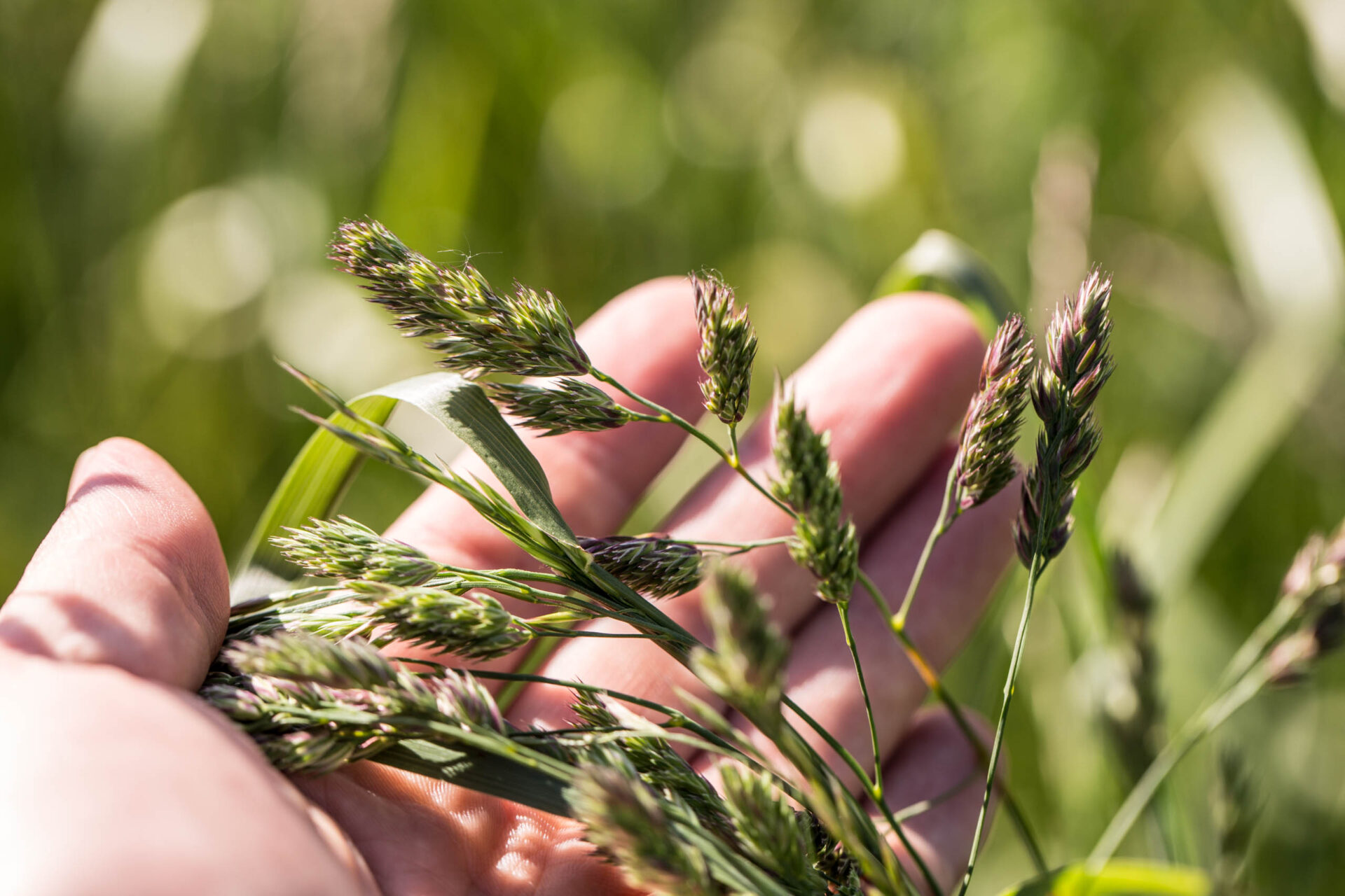 Oregro Brand Design, Packaging, & Website Work - Murmur Creative